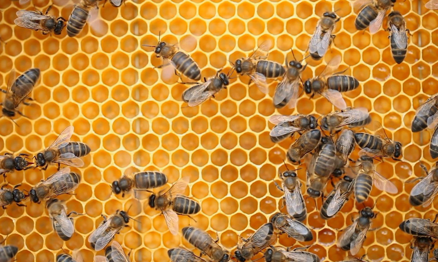 Number Eighteen – BOXFORD SUFFOLK HONEY